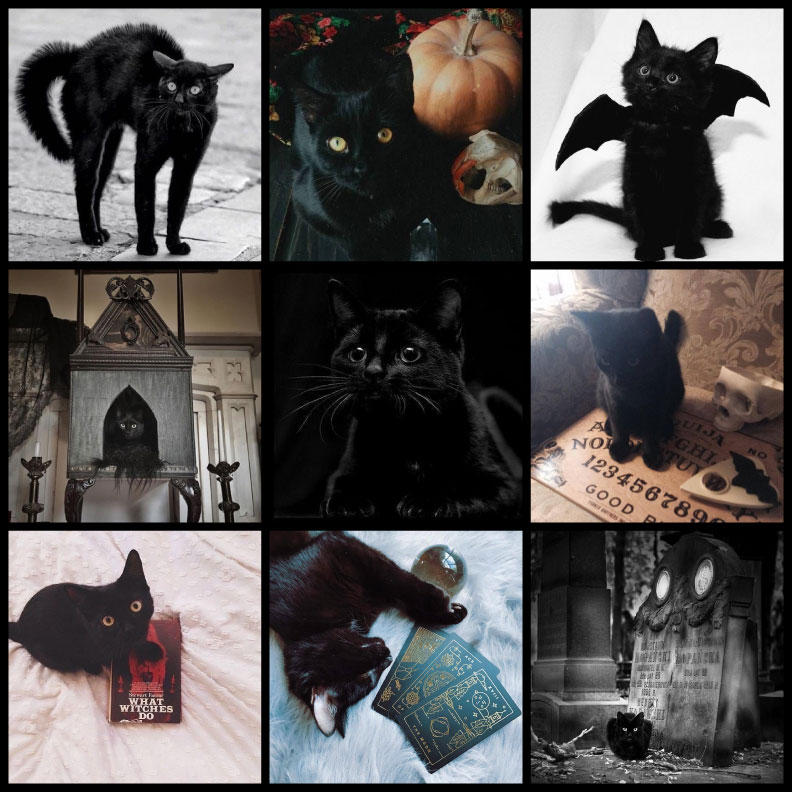Spooky Kitty Moodboard By Tandp On Deviantart