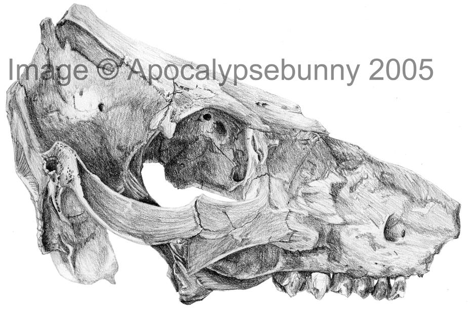 Skull Dude by KatsBrain on DeviantArt