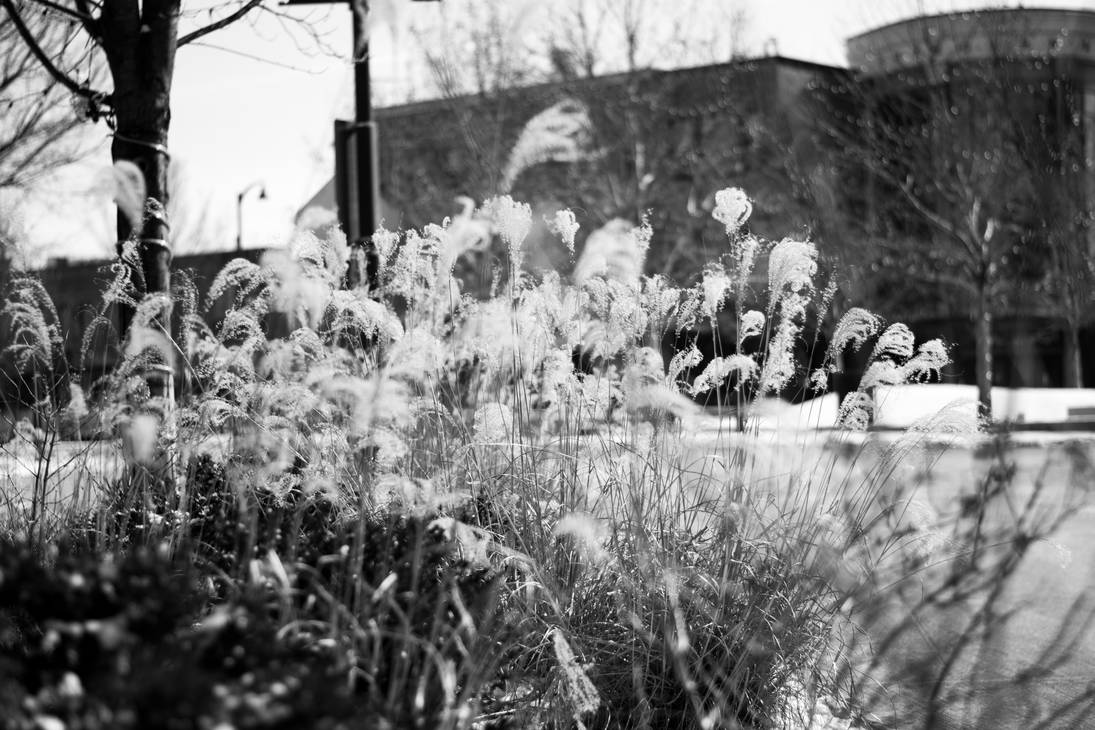 Tall Weeds By Surreal Muse On Deviantart