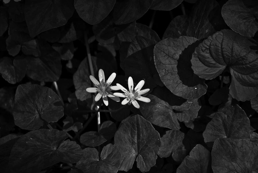 April Flowers 16 By Ron831 On Deviantart