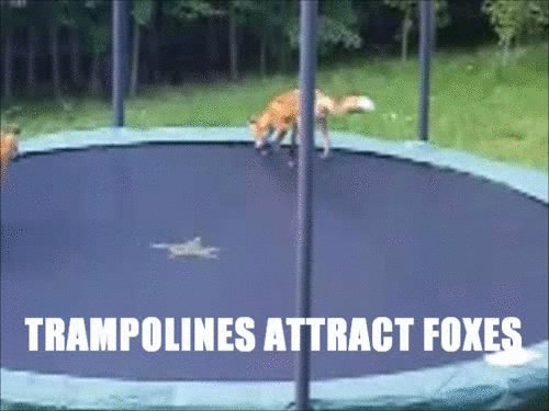 Trampoline Fox By Angeloftos On Deviantart