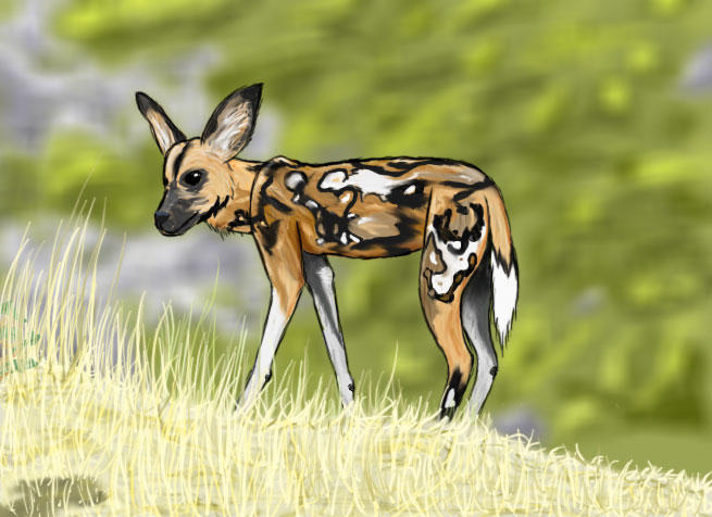 African Wild Dog, yo by zaphrynn on DeviantArt