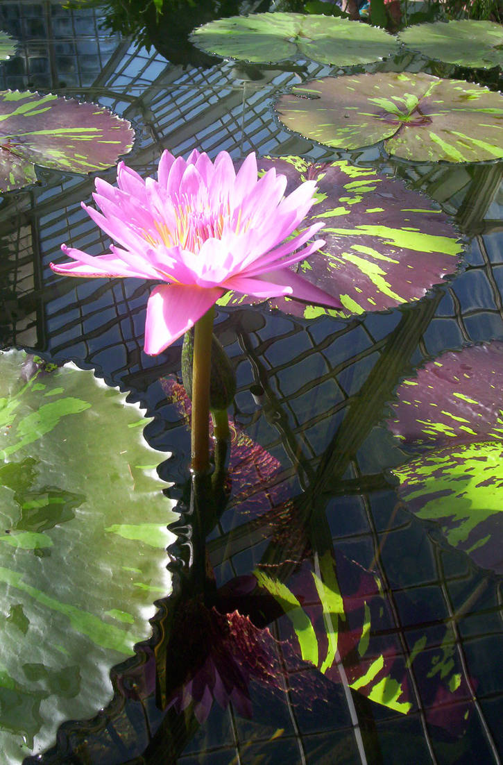 Pink Water Lilly By Jedijapan On Deviantart