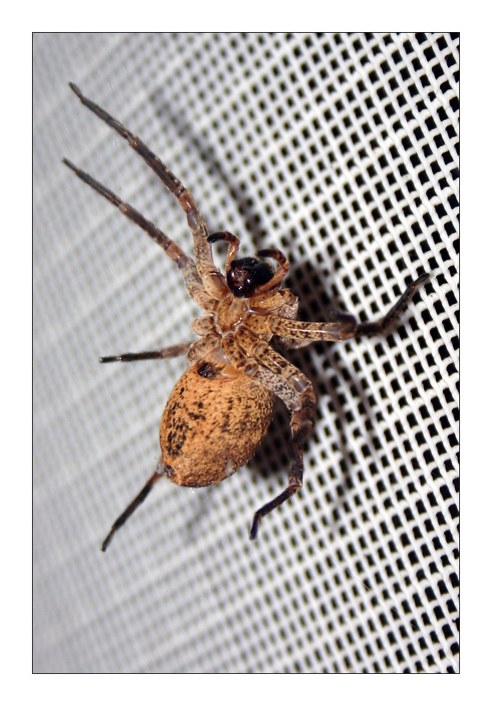 Arachnophilia 2 xxnx - rillycrm