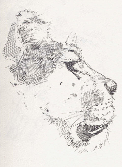 Unfinished lion by Talikmon on DeviantArt Unfinished lion by Talikmon on DeviantArt