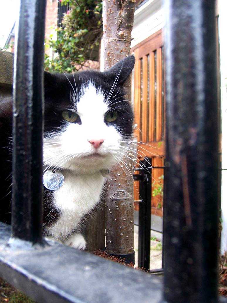 .PORTOBELLO CAT by rainbowmaniac on DeviantArt