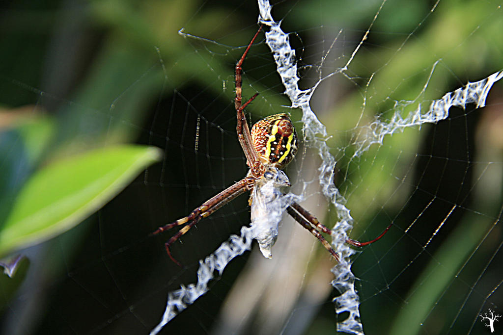 Orb Spider by XxNoremacxX on DeviantArt