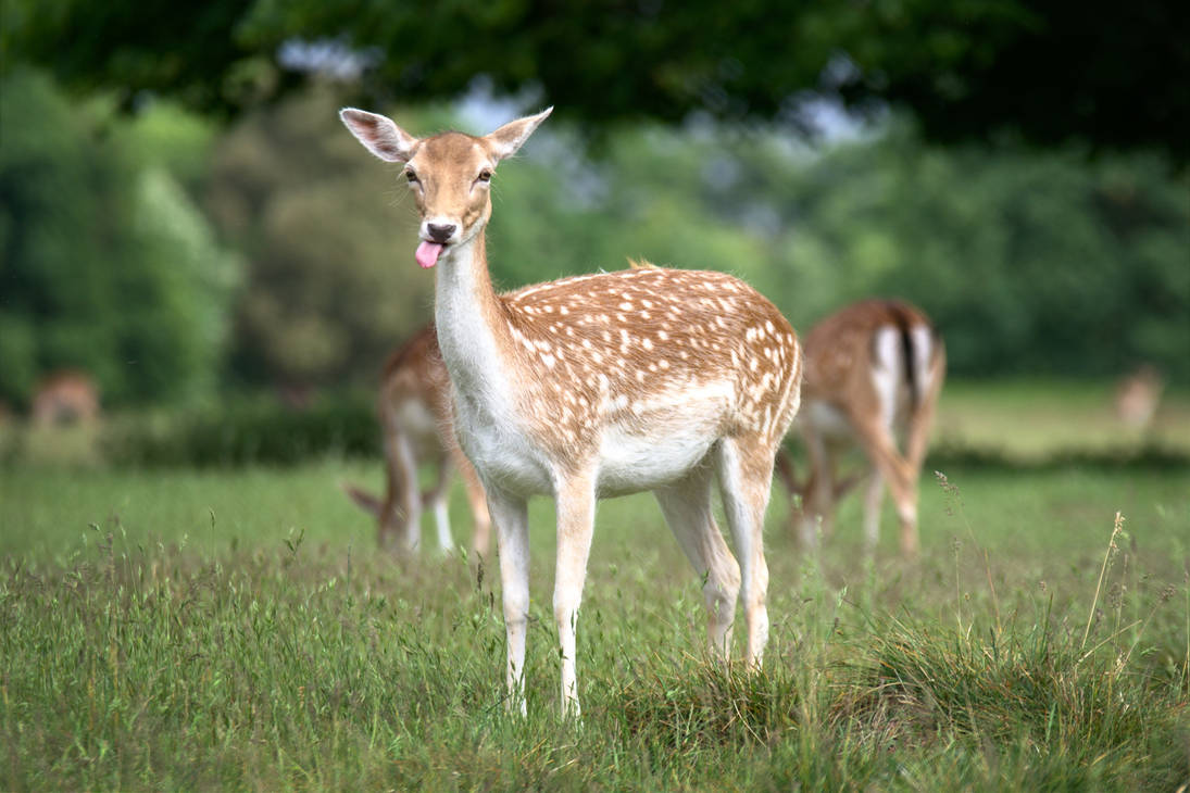 Oh Deer By Furlined On Deviantart