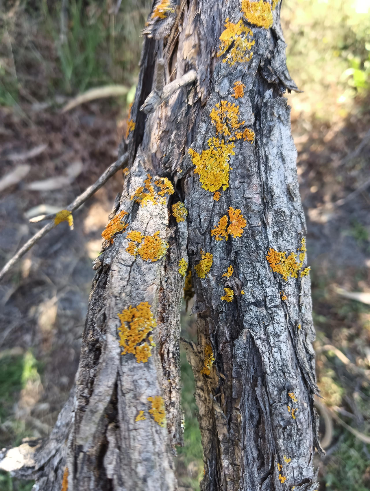 Maritime sunburst lichen covered branch by MiyamotoArt on DeviantArt Maritime sunburst lichen covered branch by MiyamotoArt on DeviantArt