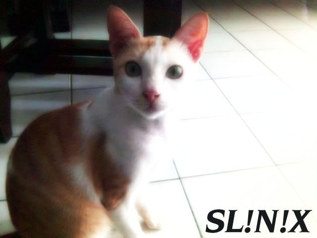 Maa Cat by Slinix on DeviantArt