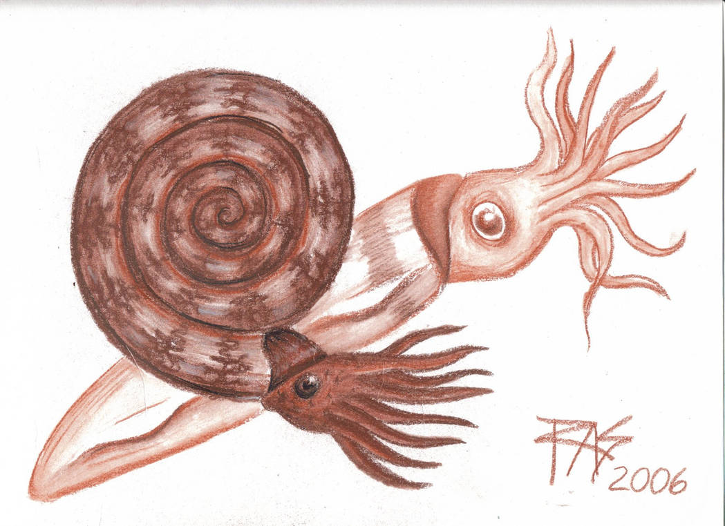 Ammonite and Belemnite by robertsloan2 on DeviantArt