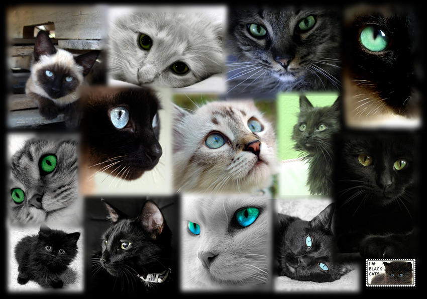 Cats for Anastasia by Luciaraio on DeviantArt