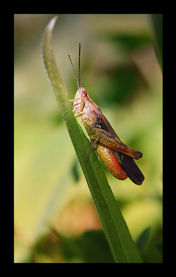 Black Grasshopper By Nataly1st On Deviantart