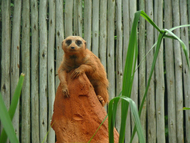 meerkat chilling by sweetivy on DeviantArt meerkat chilling by sweetivy on DeviantArt