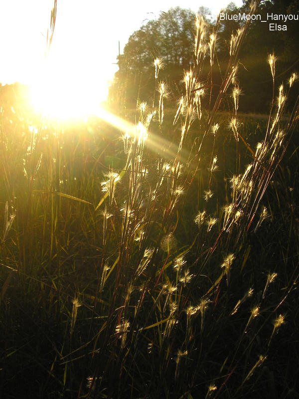 Flip me over by BlueMoon-hanyou on DeviantArt