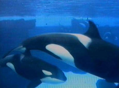 Shamu Cam 22: Staying Close by KeikoSplash on DeviantArt