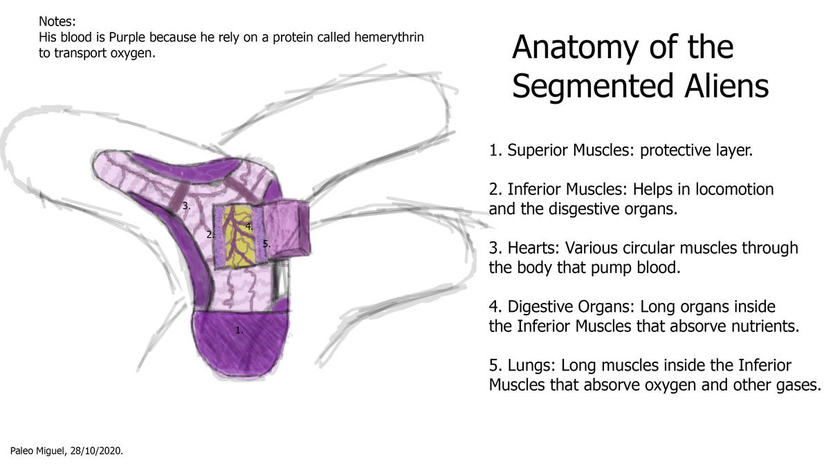 Alien Anatomy By Paleomiguel On Deviantart