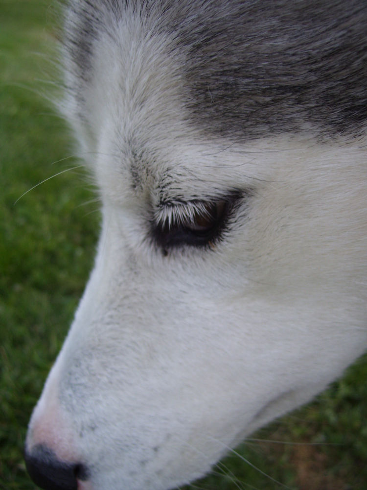 dog stock 5 by eistock on DeviantArt
