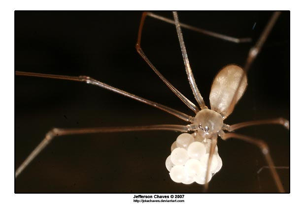 Mother instinct - Macro Spider by jotachaves on DeviantArt