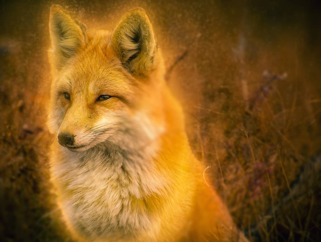 Glowing Fox By Saif4192 On Deviantart