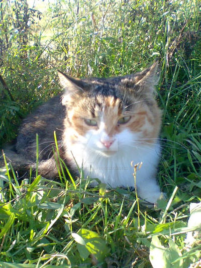 Couching Cat 1 by Frozenbullet on DeviantArt Couching Cat 1 by Frozenbullet on DeviantArt