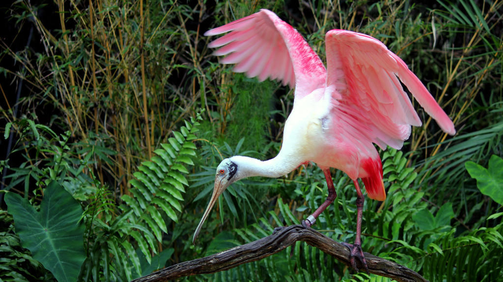 Roseate Spoonbill Wallpaper 1920x1080 by charfade on DeviantArt Roseate Spoonbill Wallpaper 1920x1080 by charfade on DeviantArt