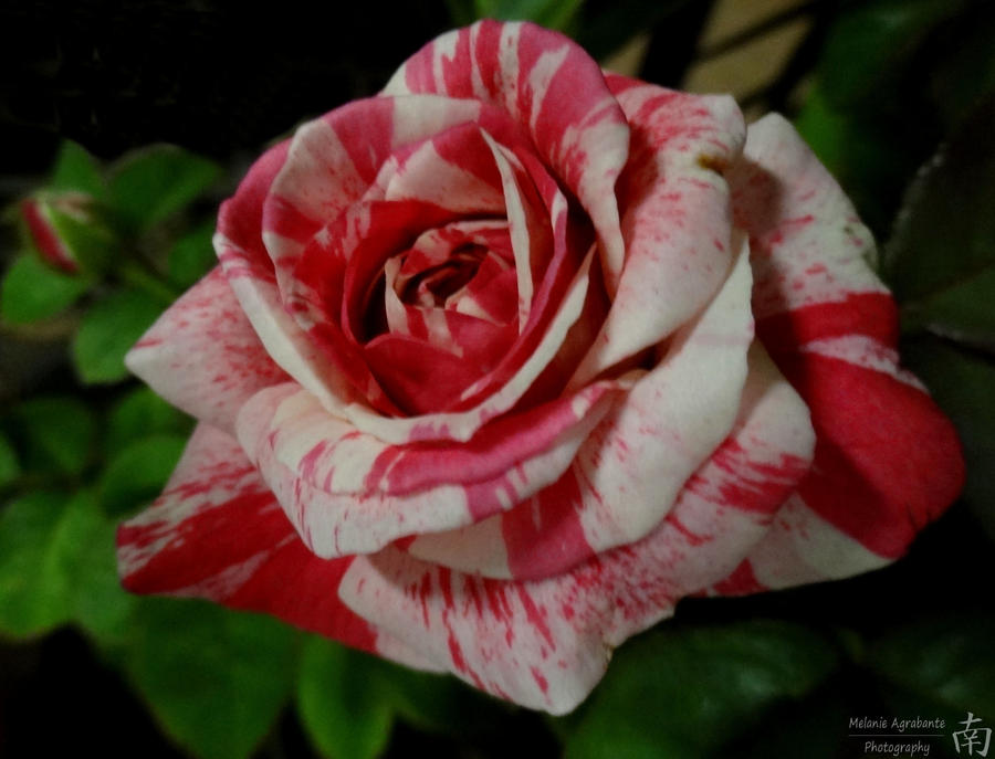 Candy Cane Rose By Melsofmaui On Deviantart