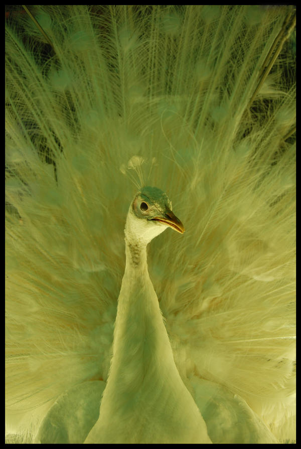 Albino Peacock By Vilkemiau On Deviantart