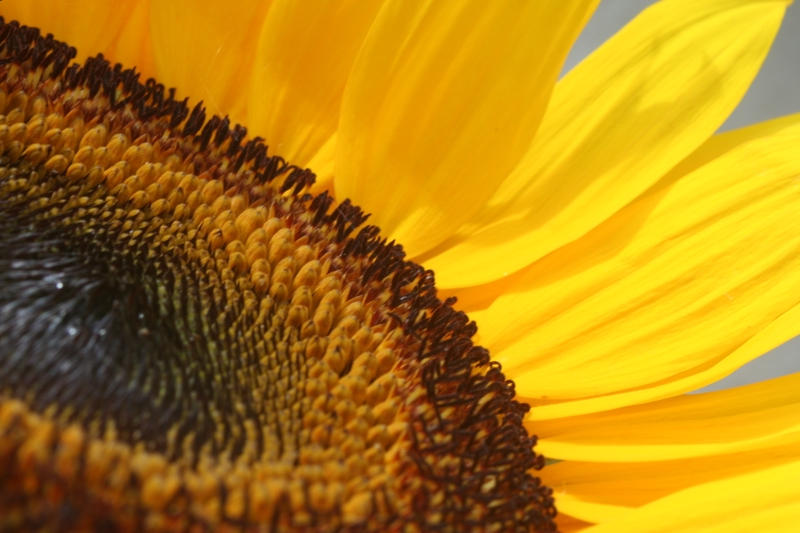 Sunflower Zoom by Nirr on DeviantArt