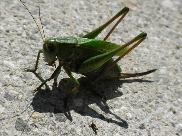 Grasshopper and Shadow Hopper by CaptainHobel on DeviantArt