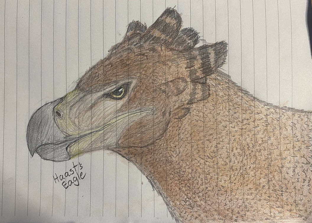 Haast Eagle By Helenashellhouse On Deviantart