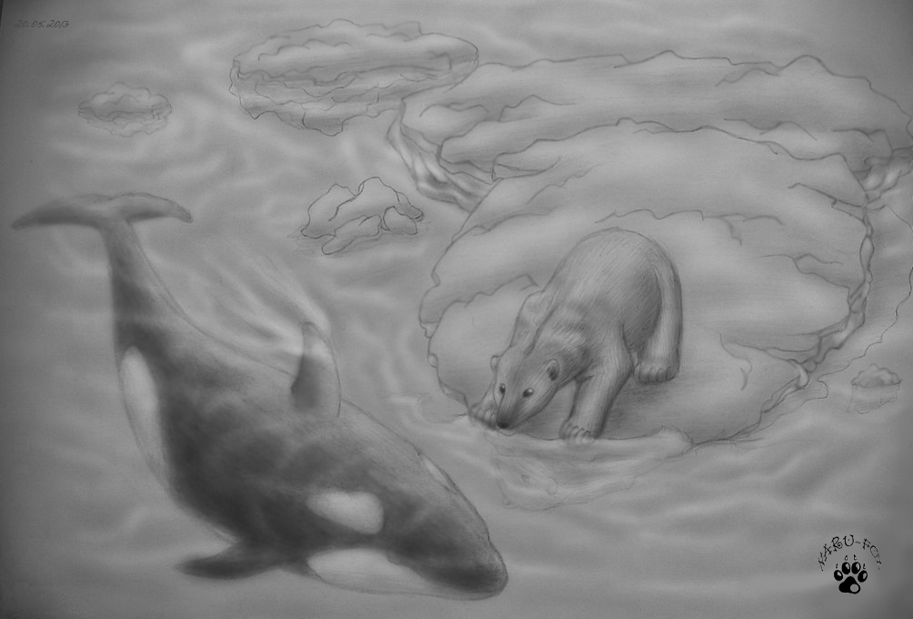 Polar Bear And Killer Whale By Narufoxlirrik On Deviantart