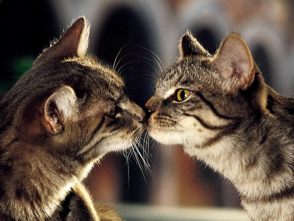 cat kiss by Nonsze on DeviantArt