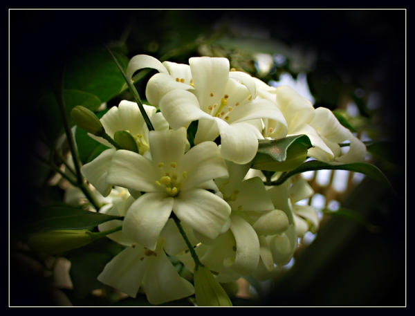 Moraya by artstarter on DeviantArt