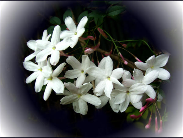 Jasmin by artstarter on DeviantArt