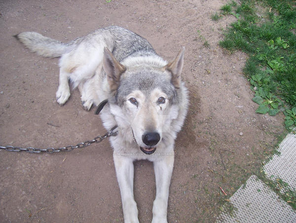 My WolfDog Akita by Demonasvilkas on DeviantArt My WolfDog Akita by Demonasvilkas on DeviantArt