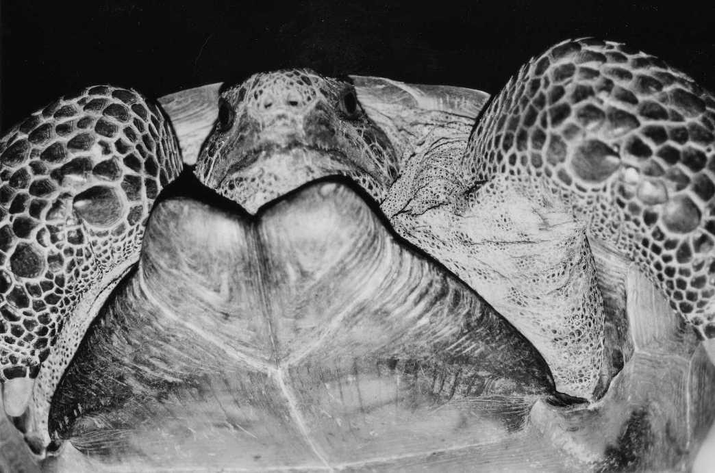 Gopher turtle by noliesjustlov3 on DeviantArt