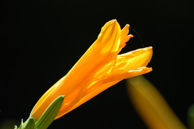 Sunbrust by Sagittarian12 on DeviantArt