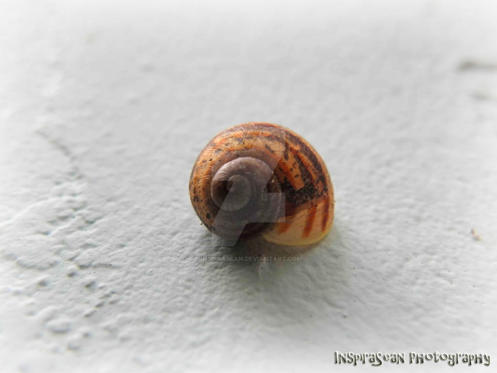 Snazzy snail shell by InspiraSean on DeviantArt Snazzy snail shell by InspiraSean on DeviantArt