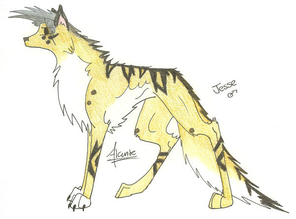 Jesse Wolf Reference by Akante on DeviantArt