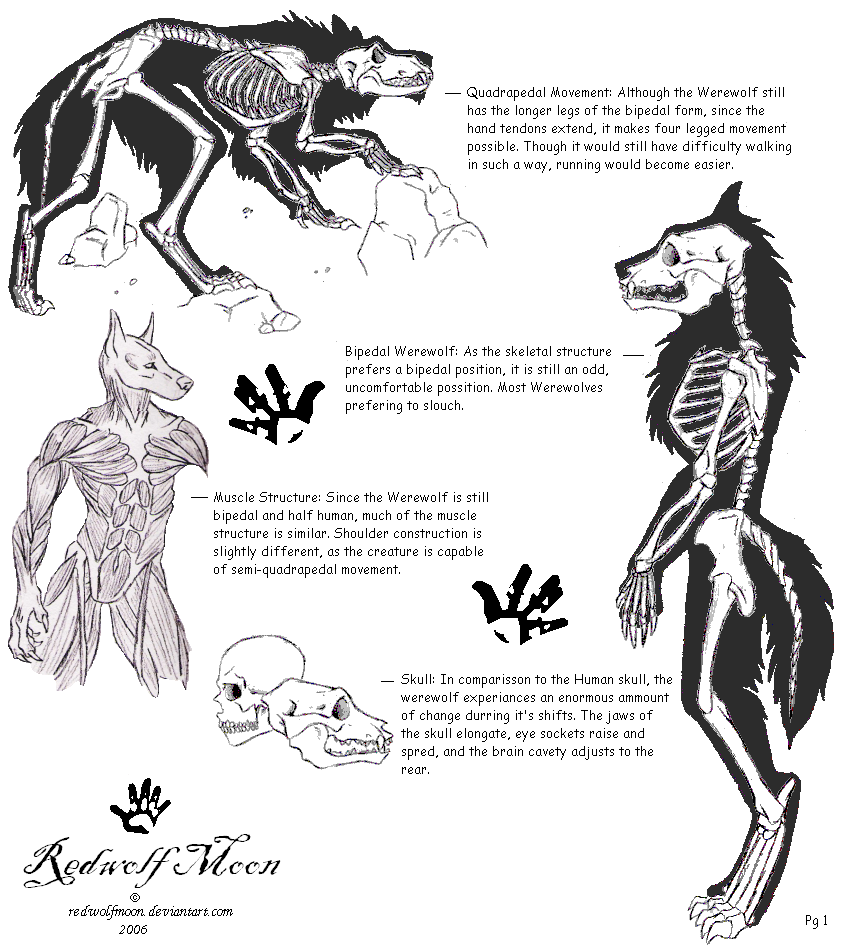 Lycan Anatomy01 by RedWolfmoon on DeviantArt