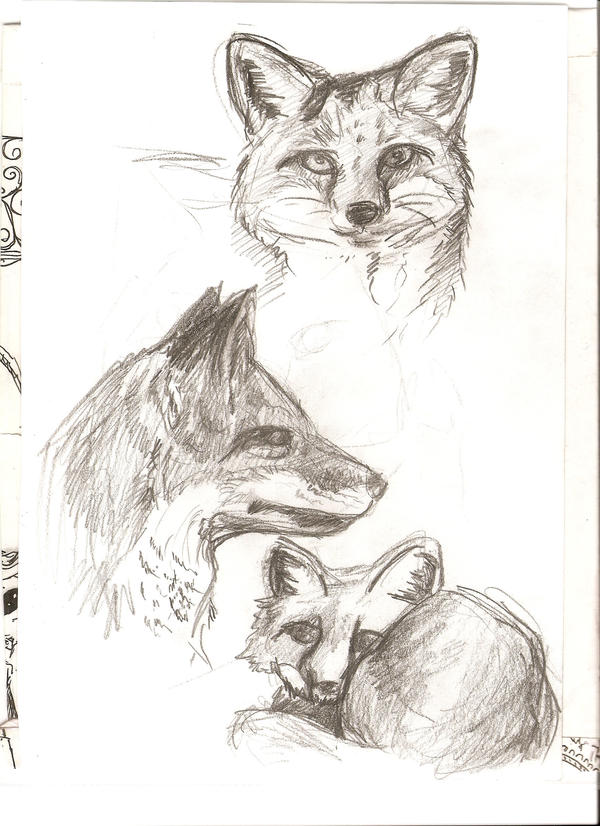 Fox Feild Sketches by SleepSearcher04 on DeviantArt
