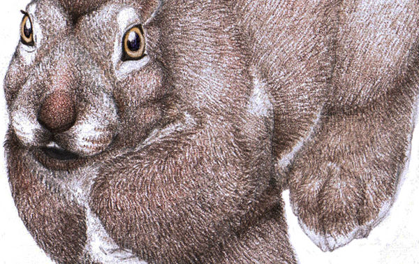 RUN jackalope RUN-detail by Lieutenant-Pickles on DeviantArt