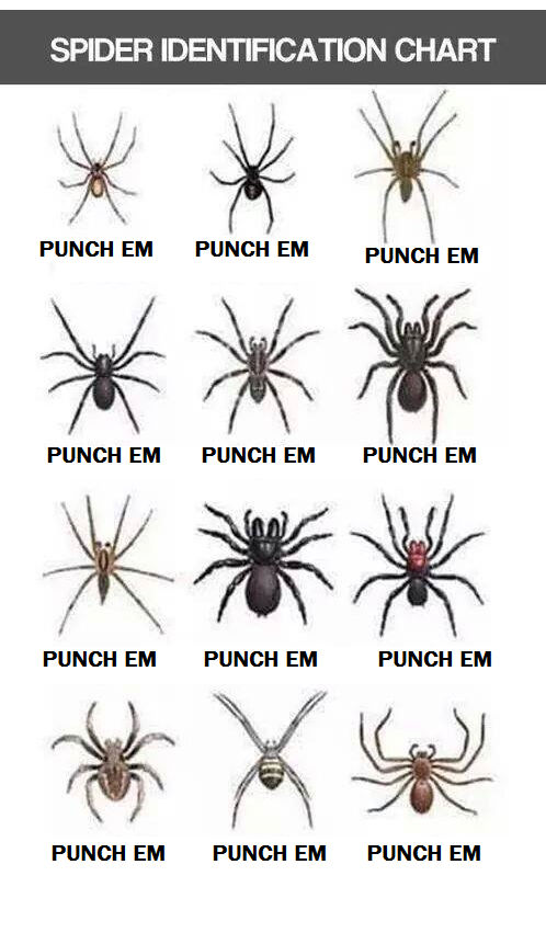 Free Spider Chart Spider Chart Spider Identification Chart Spider ... Free Spider Chart Spider Chart Spider Identification Chart Spider ...