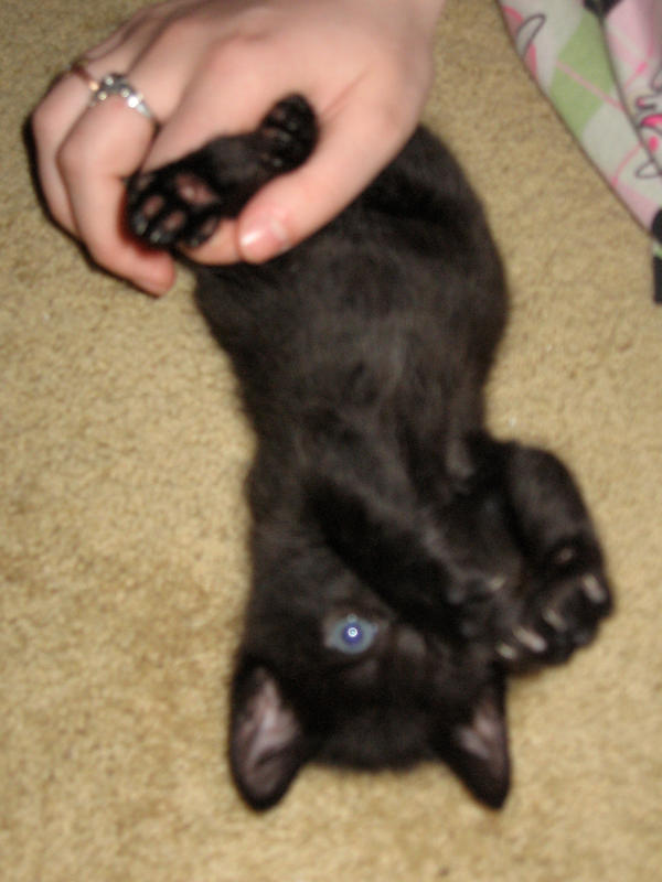 Phantom Kitty by AngeDeLaMusique on DeviantArt