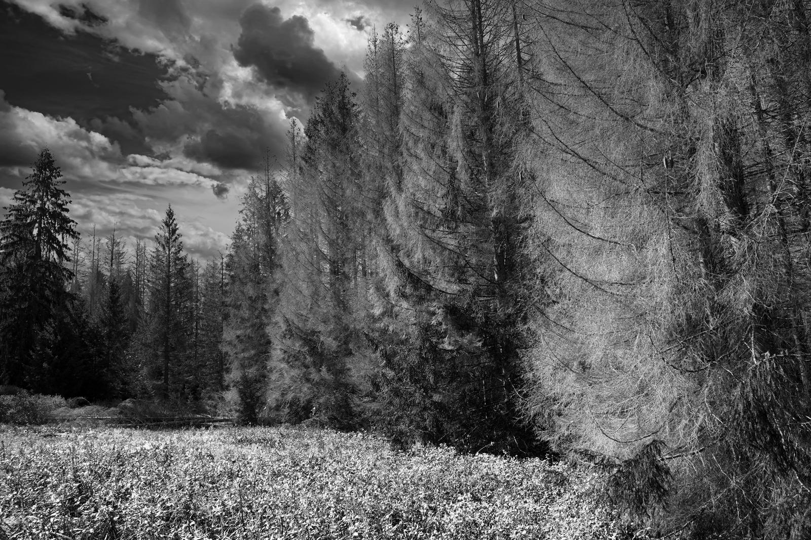 Ghost Forest By Jplei On Deviantart