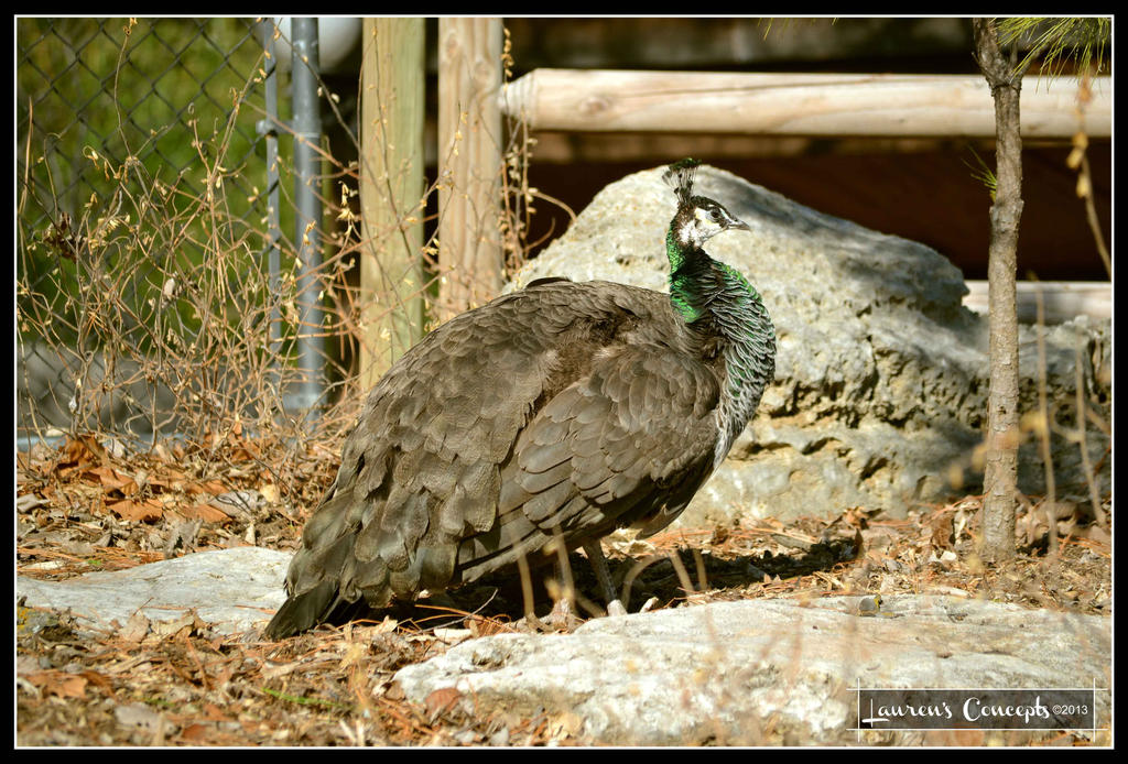 Camouflage Peacock By Laurensconcepts On Deviantart