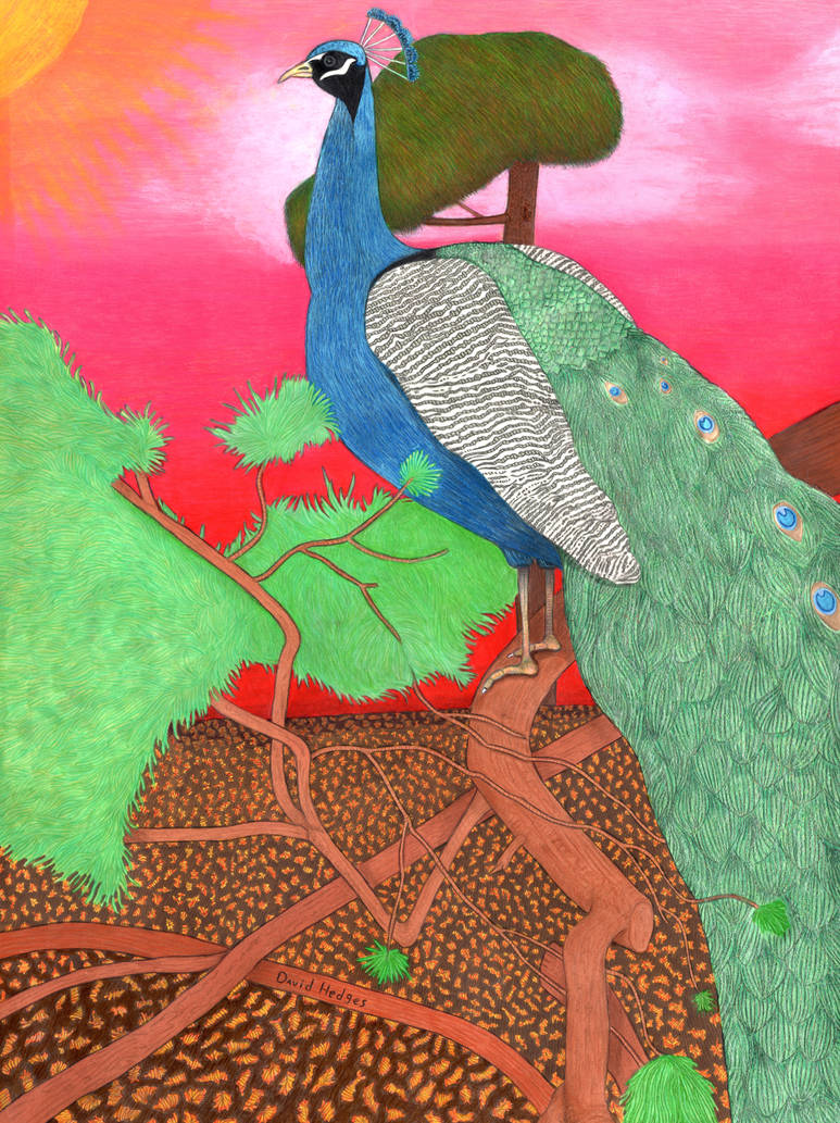 Sunrise Peacock By Contrariant On Deviantart