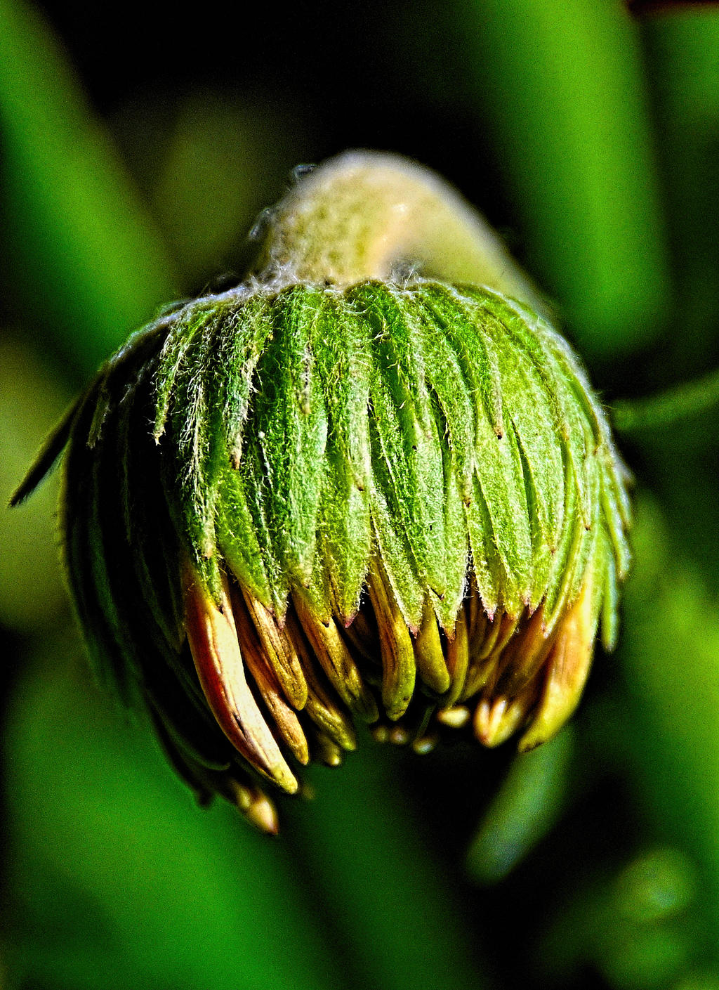 Budding By Tailgun2009 On Deviantart