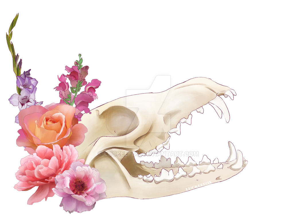 Fox Skull By Luckeefox On Deviantart